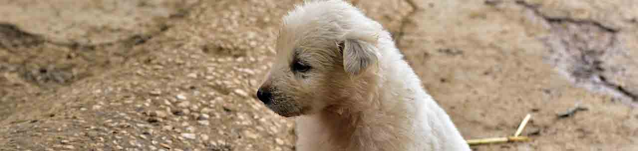 Who We Are ?||Nepal Animal Welfare and Research Center